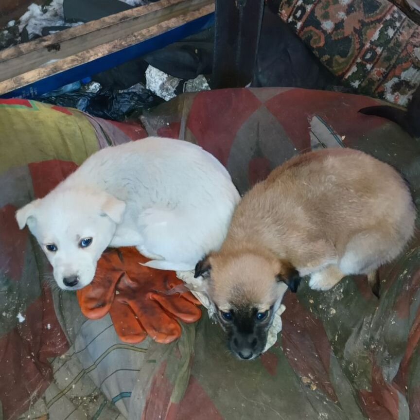 Щенок в добрые руки