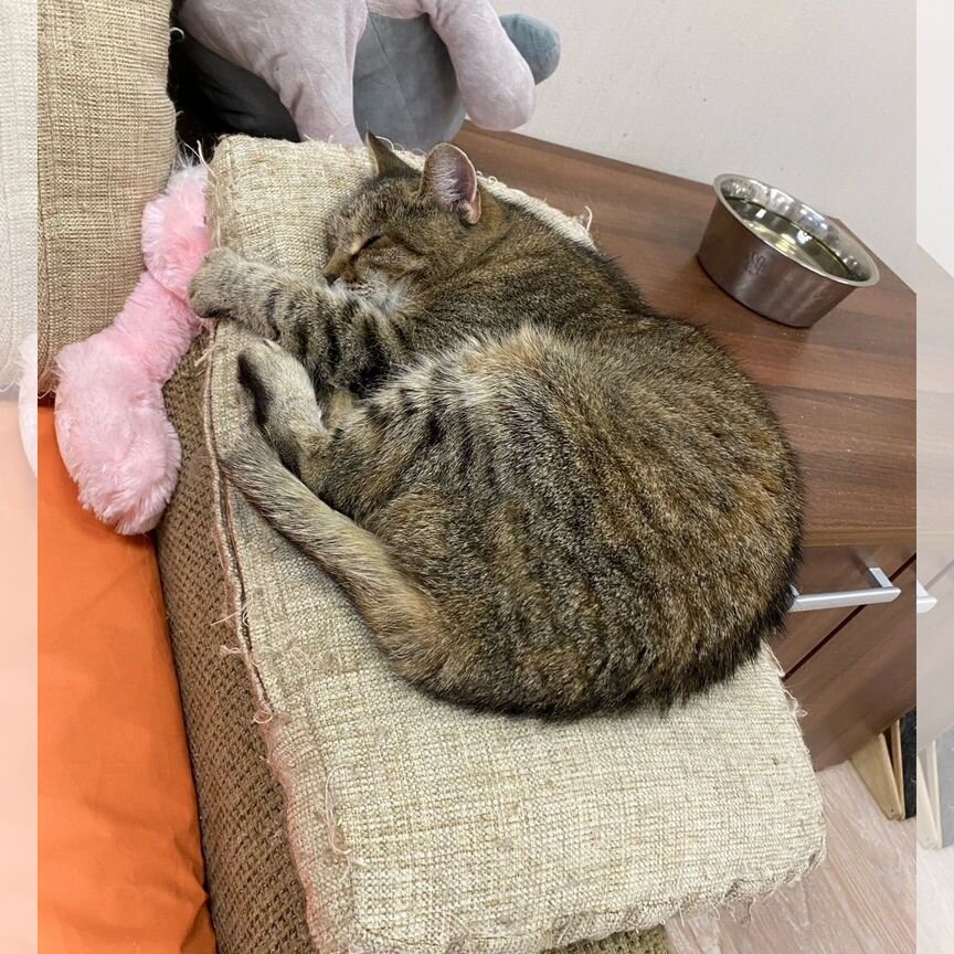 Глаша кошка в поисках дома