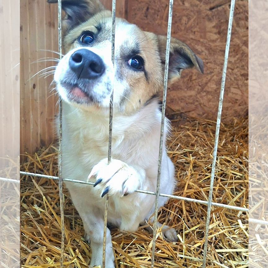 Щенок в добрые руки