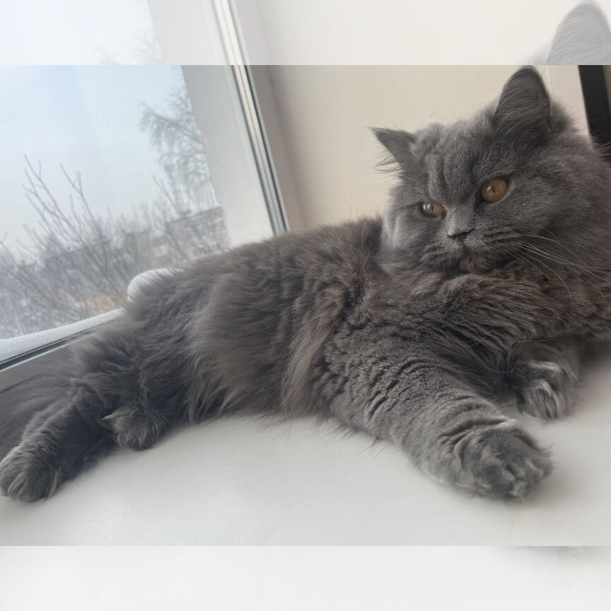 Шотландская прямоухая длинношёрстная кошка, вязка