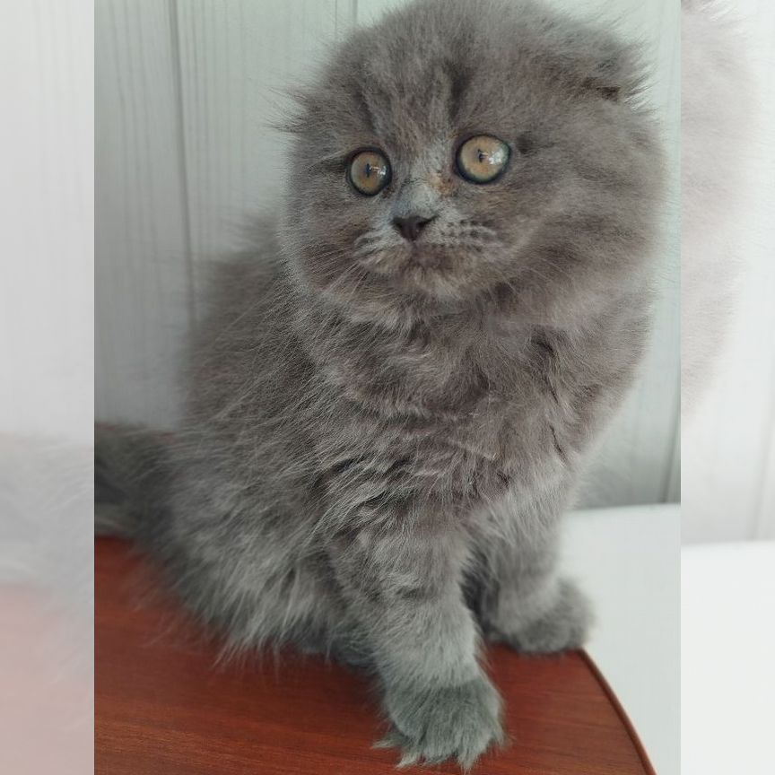 Шотландский вислоухий длинношёрстный котёнок