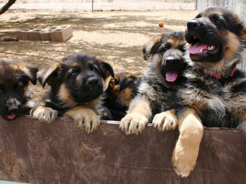 Овчарки-немцы -злые щенки -рычат )