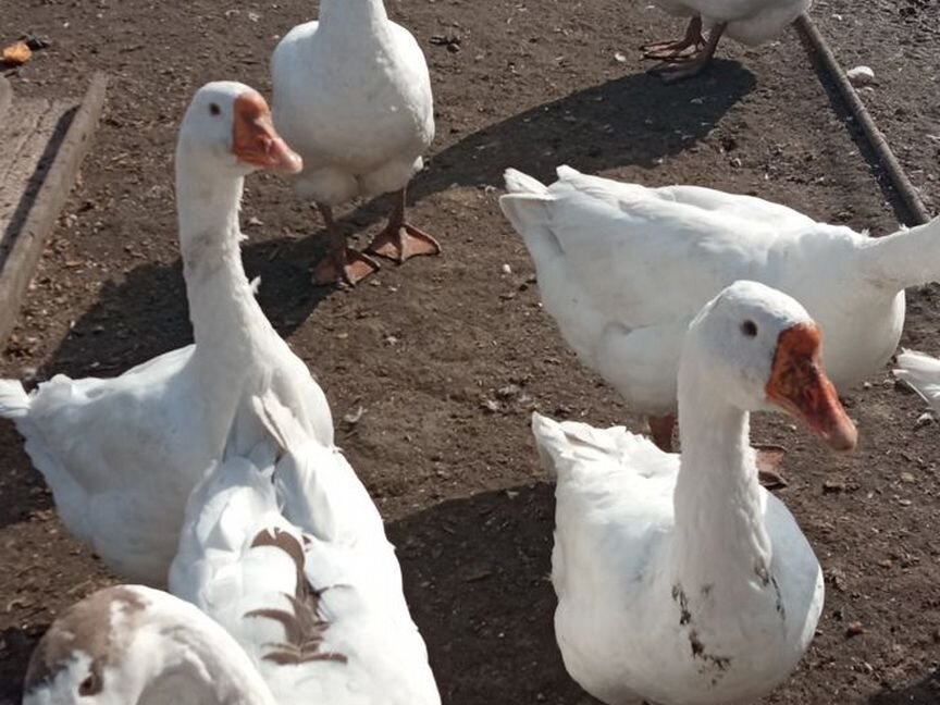 Продажа гусей на племя