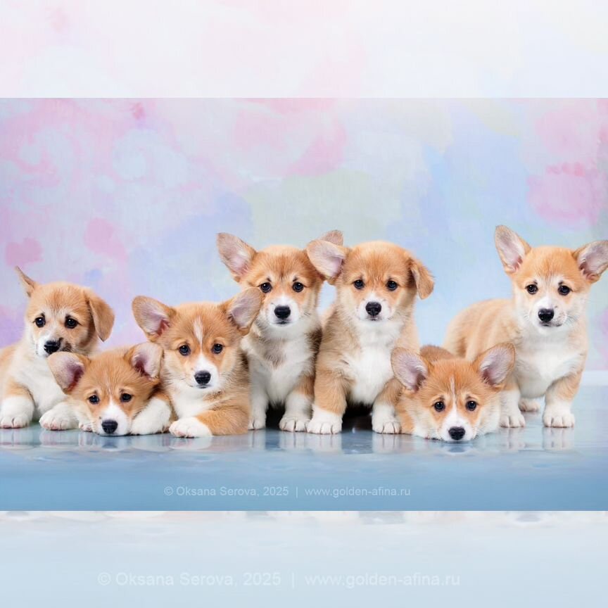 Перспективные щенки корги пемброк