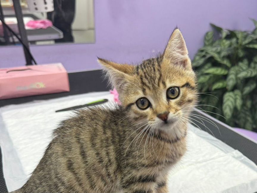 Котенок британской кошки