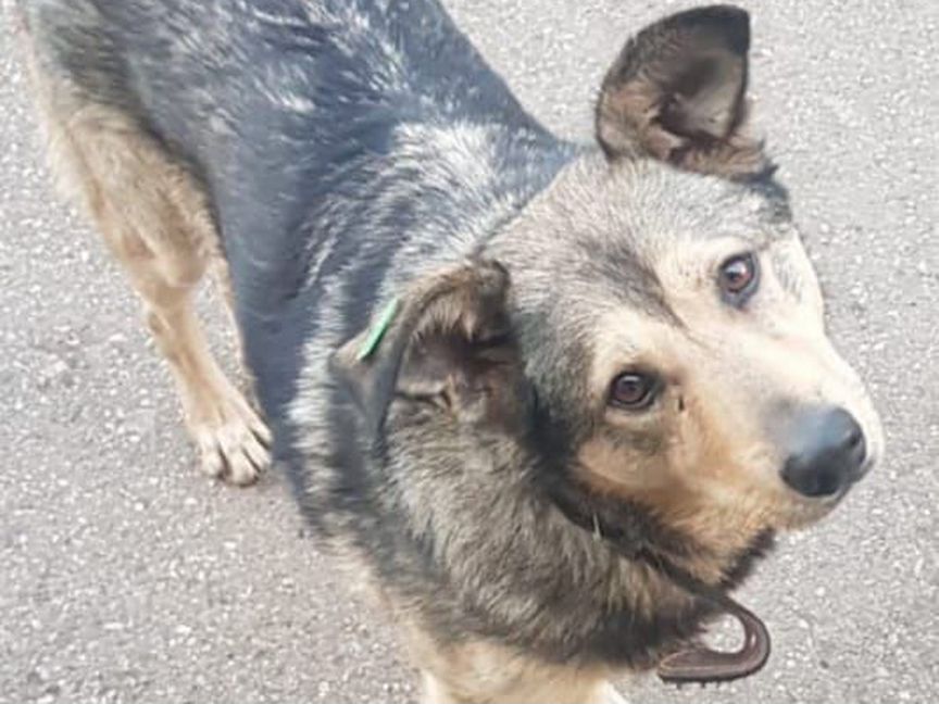 Собака. Миша. Кисловодск. Ищем семью мальчику