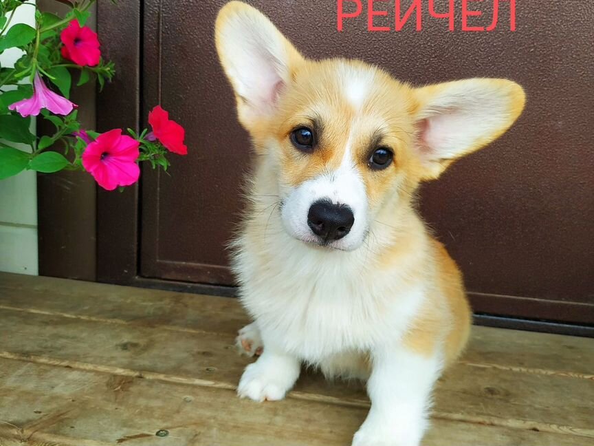 Вельш-корги щенки