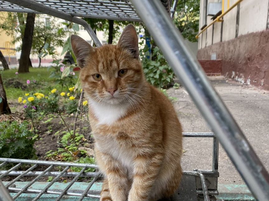 Котенок