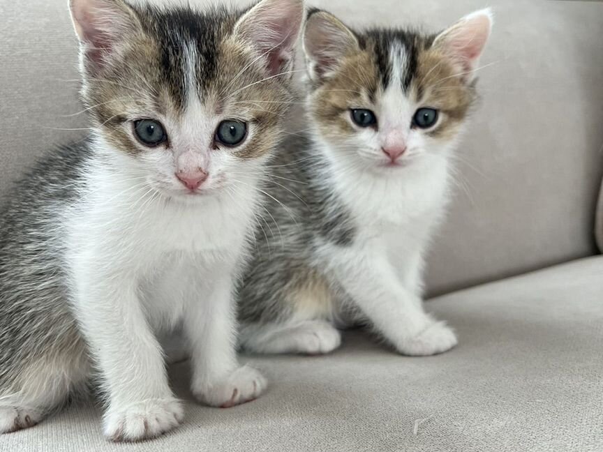 Кошка в дар бесплатно