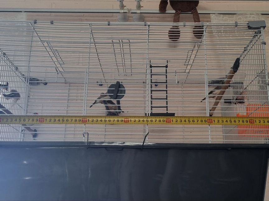 Зебровые Амадины с клеткой