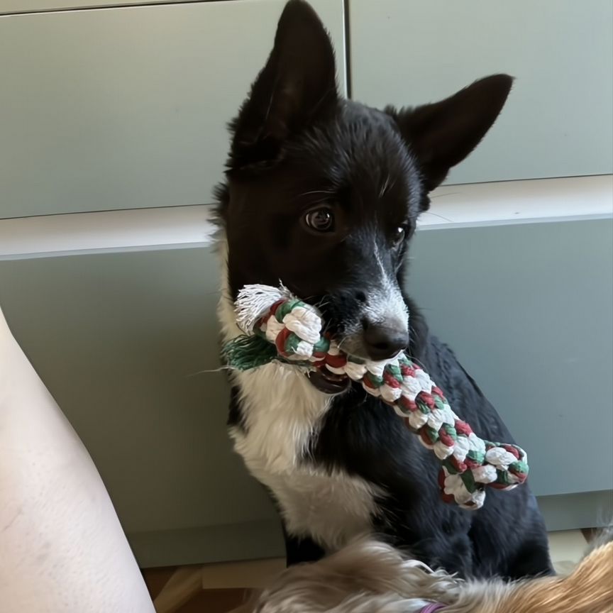 Русско-европейская лайка, щенок