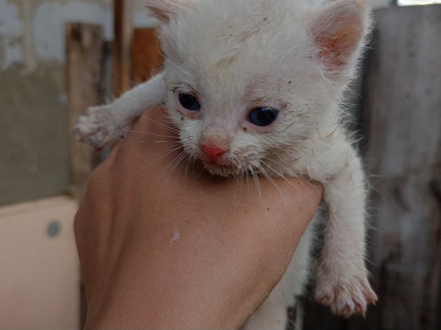 Котёнок