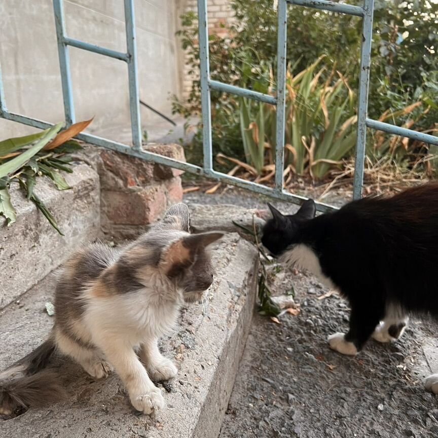 Кошка