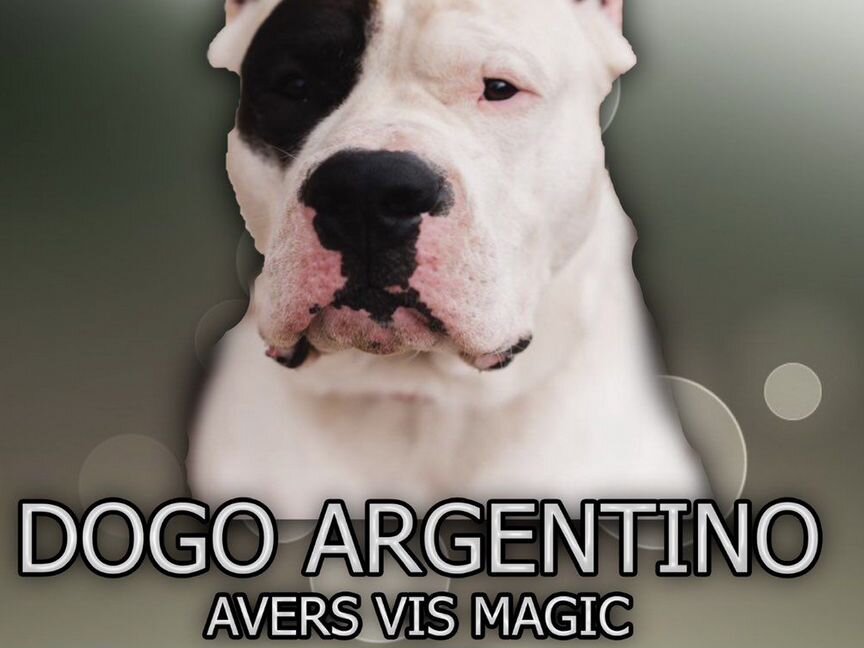 Кобель для вязки Аргентинский Дог
