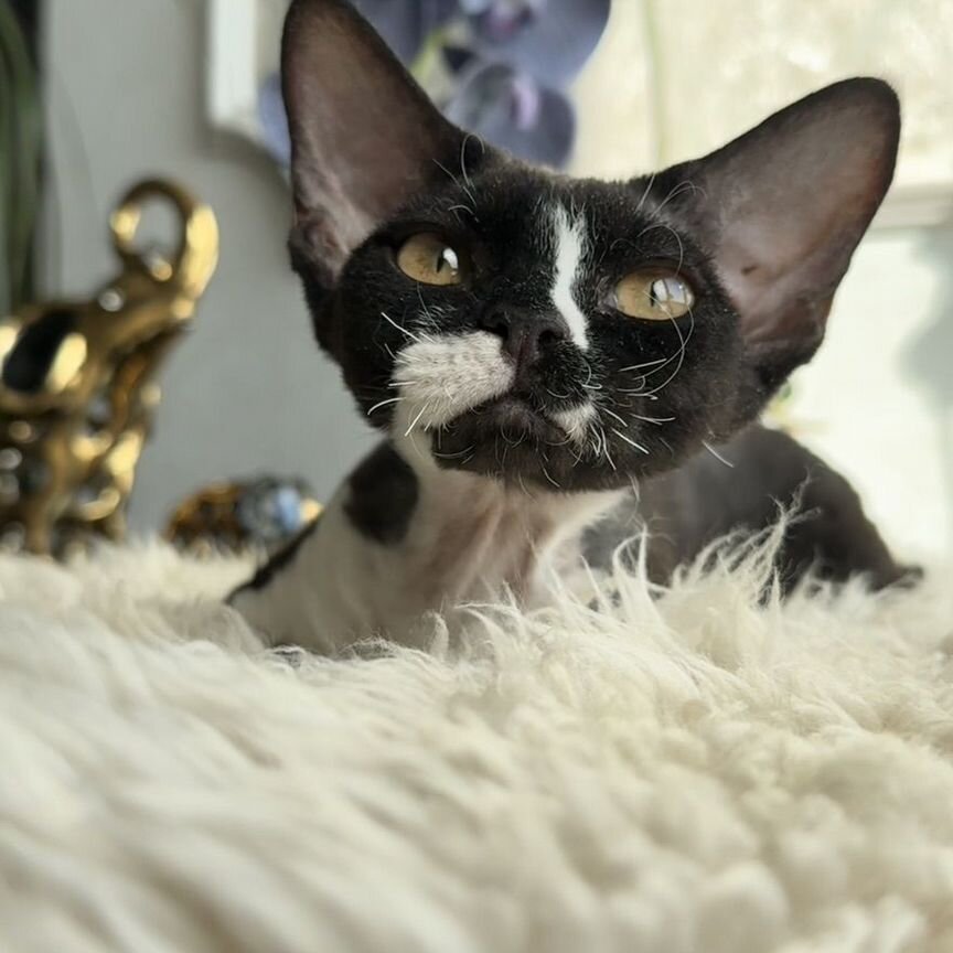 Стильная девочка Девон Рекс