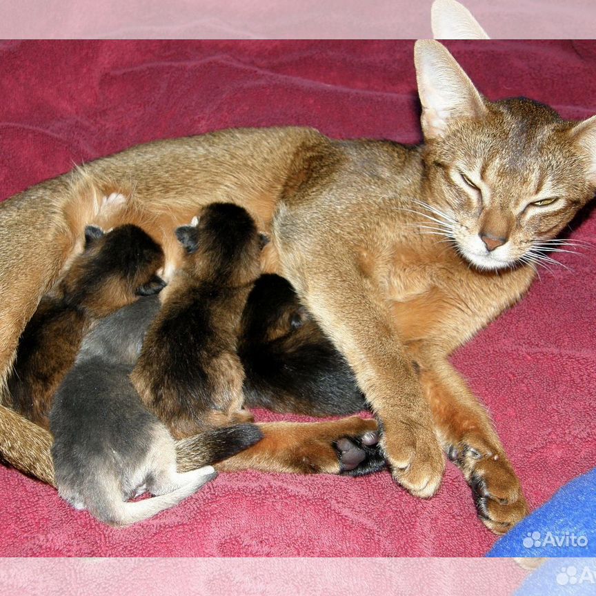 Абиссинские котята бронь