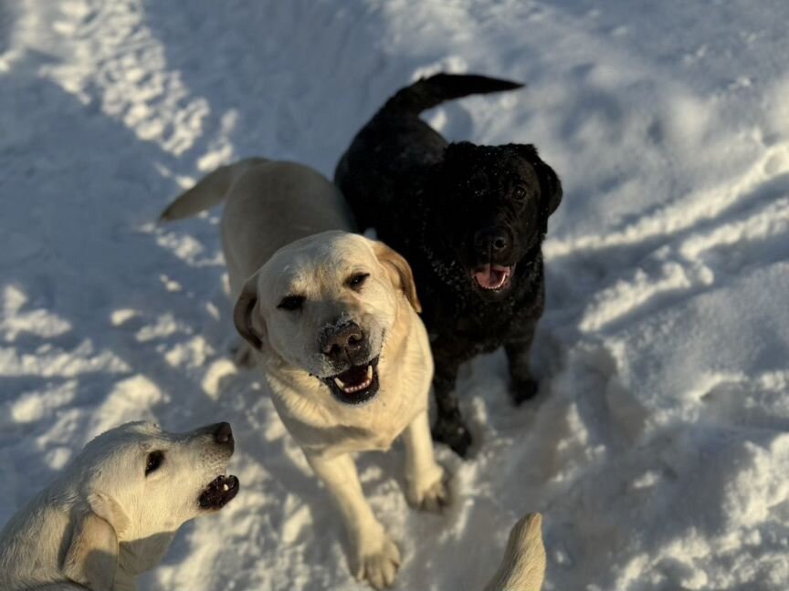 Лабрадоры, взрослые девочки
