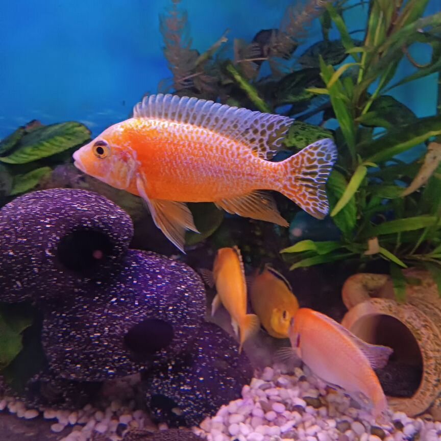 Цихлида орхидея