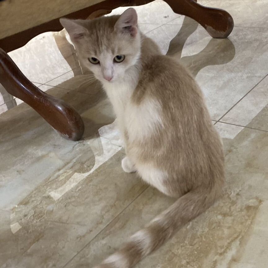 Кот