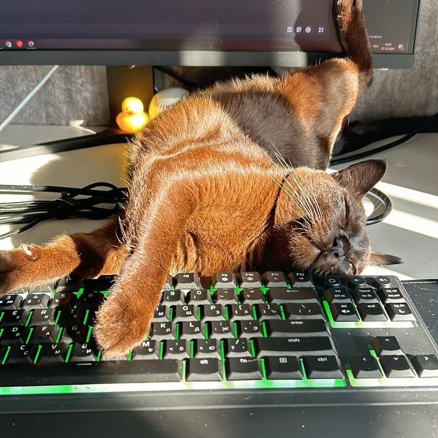 Отдам кота в добрые руки