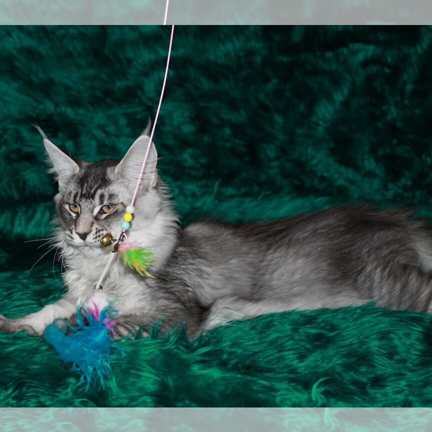 Мейн-кун котёнок