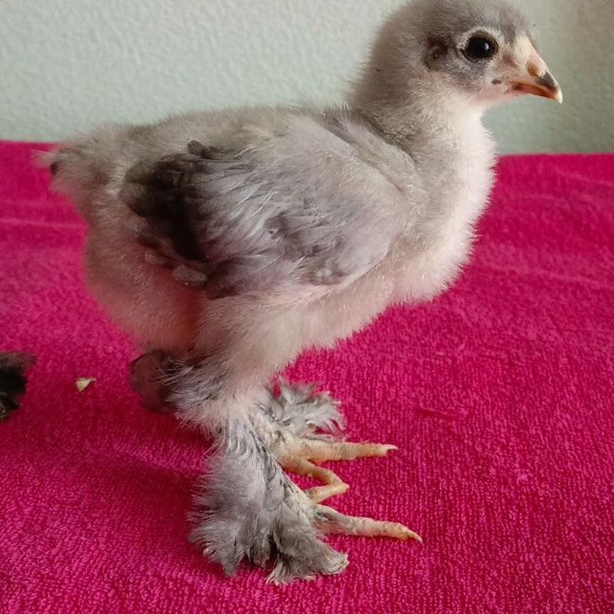 Цыплята Брама