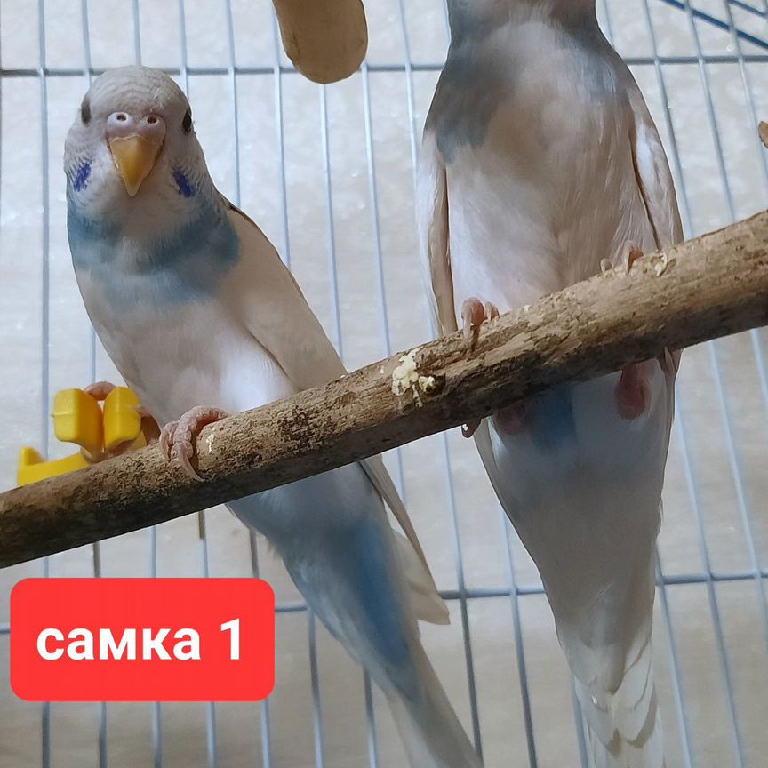Волнистый попугай