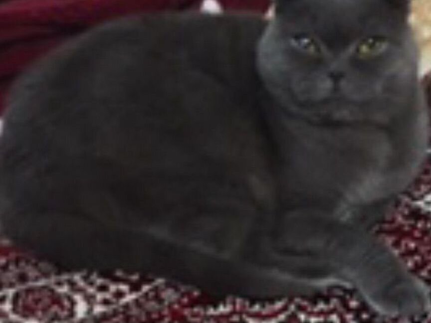 Щотландска вислоухая кошка