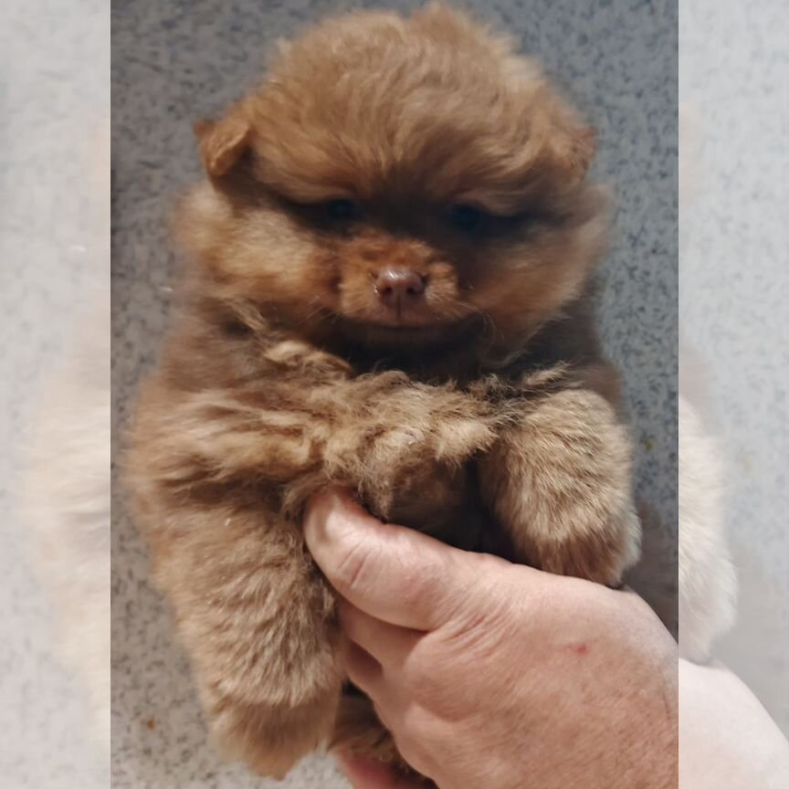 Померанский шпиц, щенок