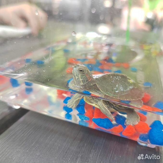 Маленькие детки черепашки. Две штуки