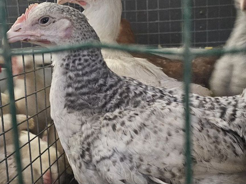 Куры молодки несушки 11 недель