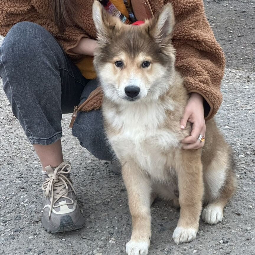 Сибирский хаски, щенок