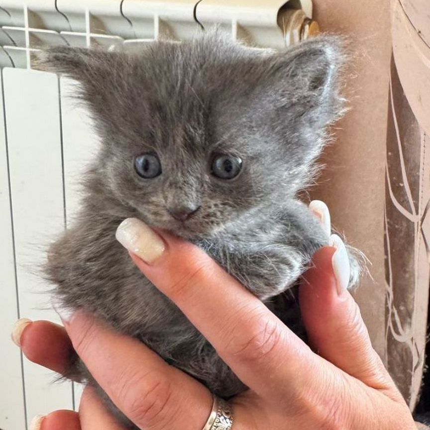 Котята