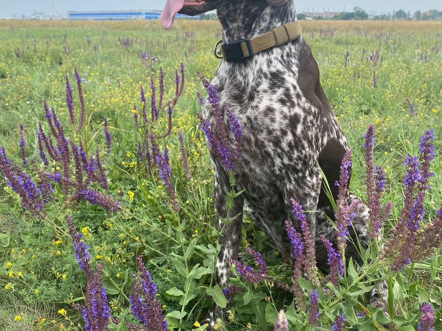 Вязка курцхар,кобель