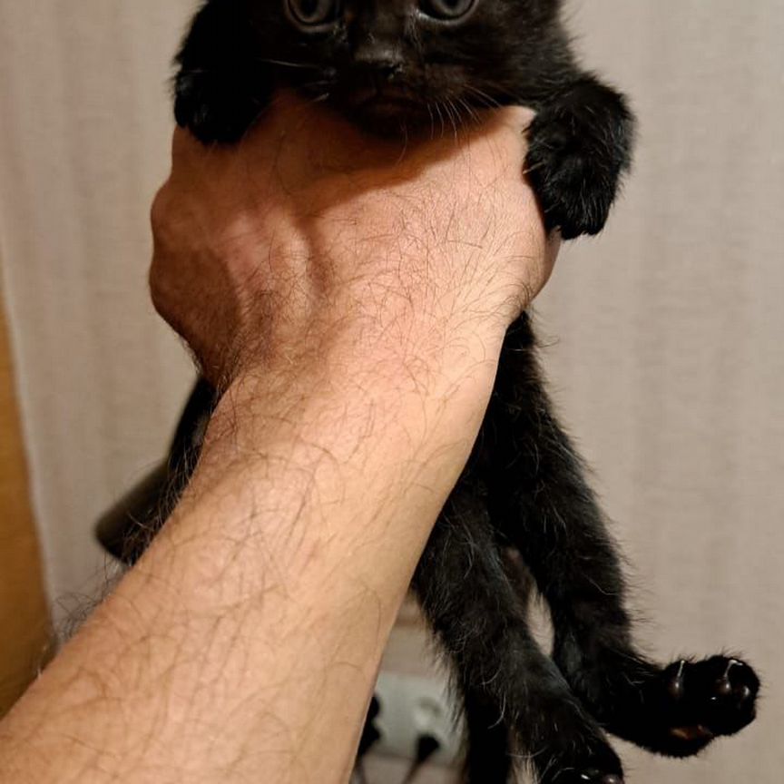 Вислоухие котята