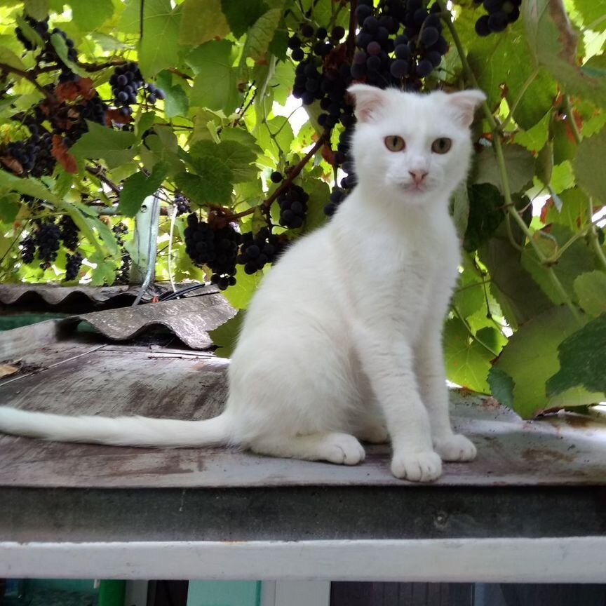 Вислоухий котик