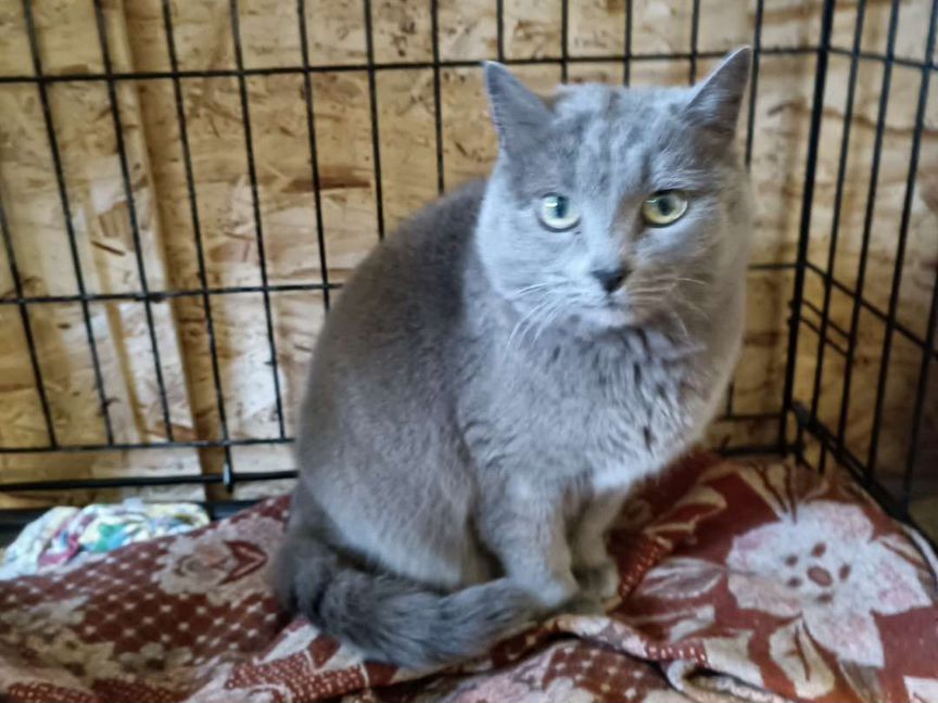 Кошка потеряшка