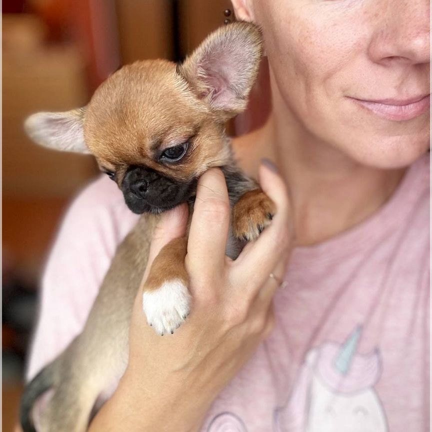 Чихуахуа, щенок