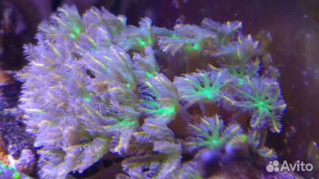 Фрагпак кораллы для аквариума