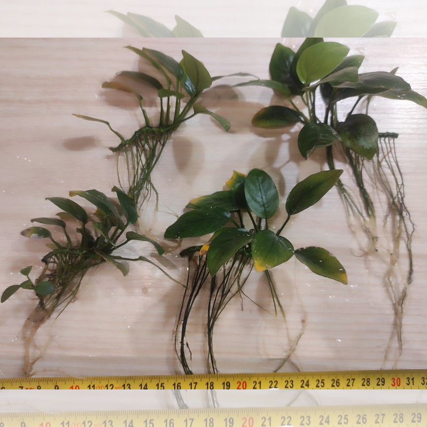 Анубиас нано и криптокорина