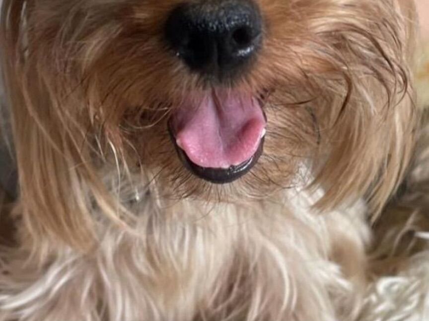 Йоркширский терьер