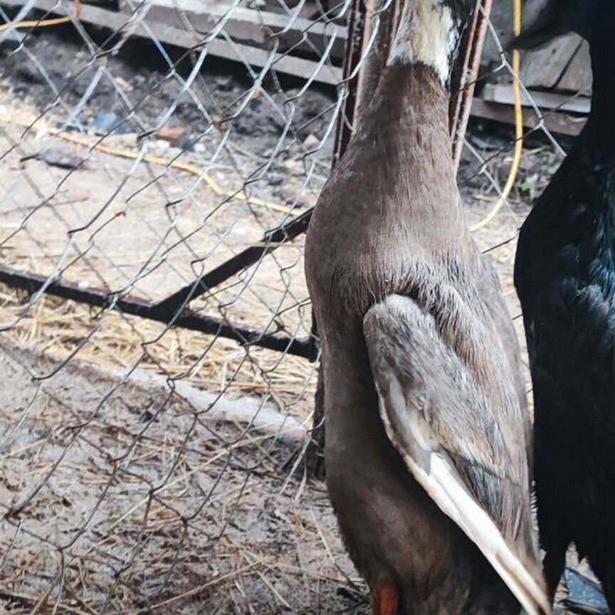 Утки бегунок