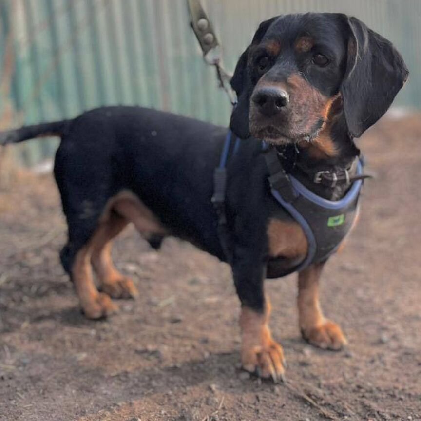 Такса из приюта Некрасовка ищет дом