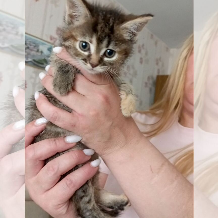Котёнок в добрые руки