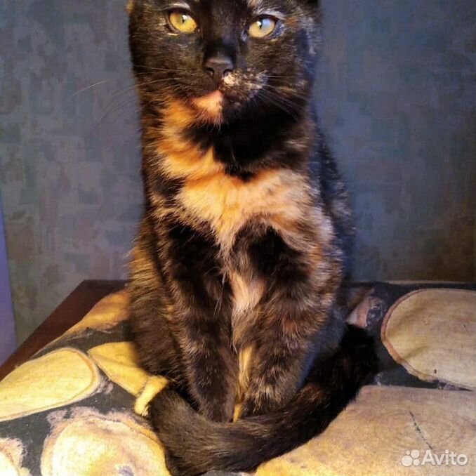 Кошечки сестренки в добрые руки