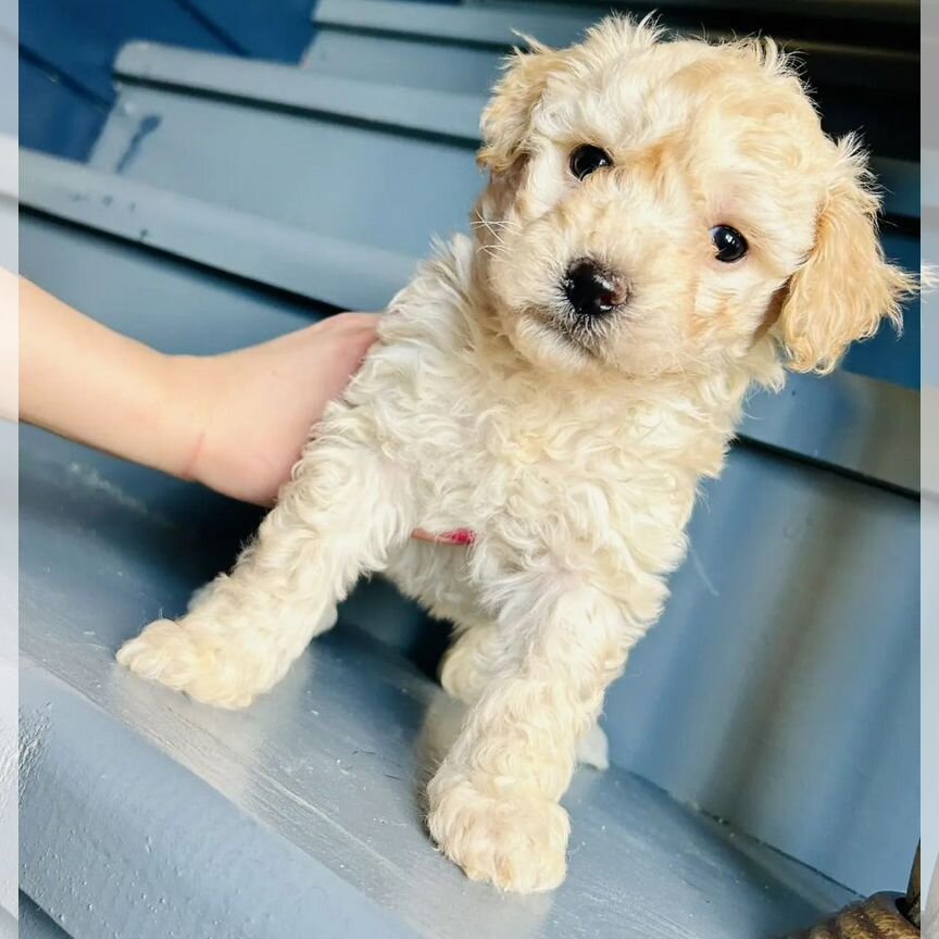 Мальтипу, щенок