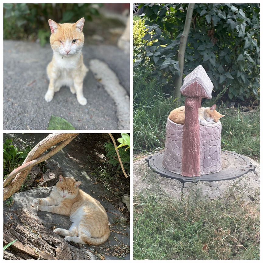 Рыжий котик в добрые руки