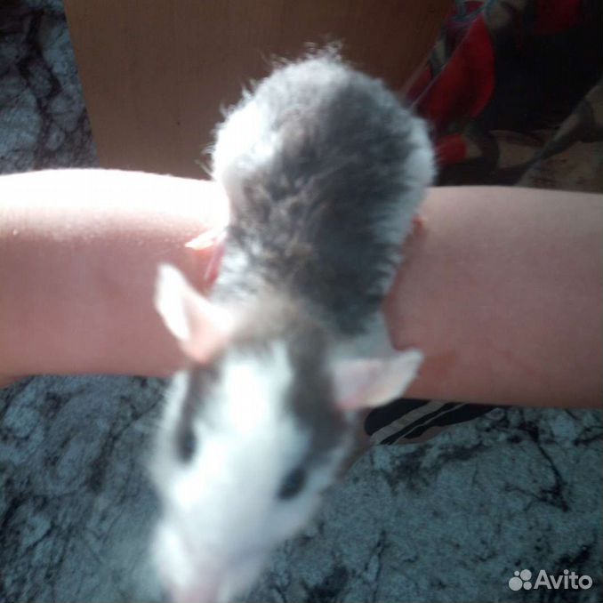 Ручная крыса