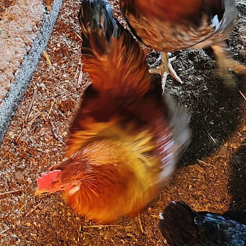 Продам молодых петухов. 7 месяцев