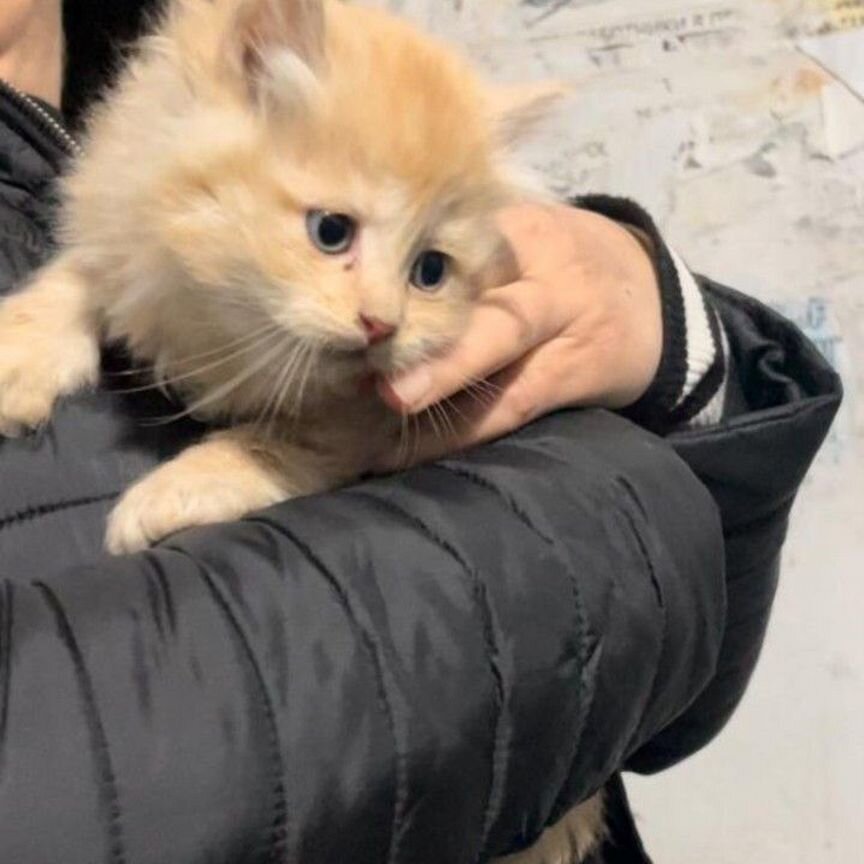 Котята
